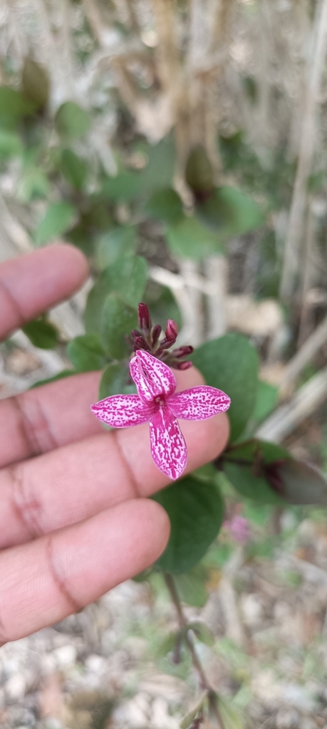 Croto Chocolate desde Cd Caucel, 97314 Mérida, Yuc., México el 08 de ...