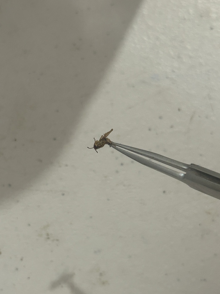 Winged and Once-winged Insects from Coconino National Forest, Flagstaff ...