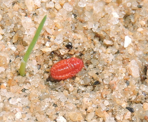 Cyst-forming Coccids (Genus Margarodes) · iNaturalist