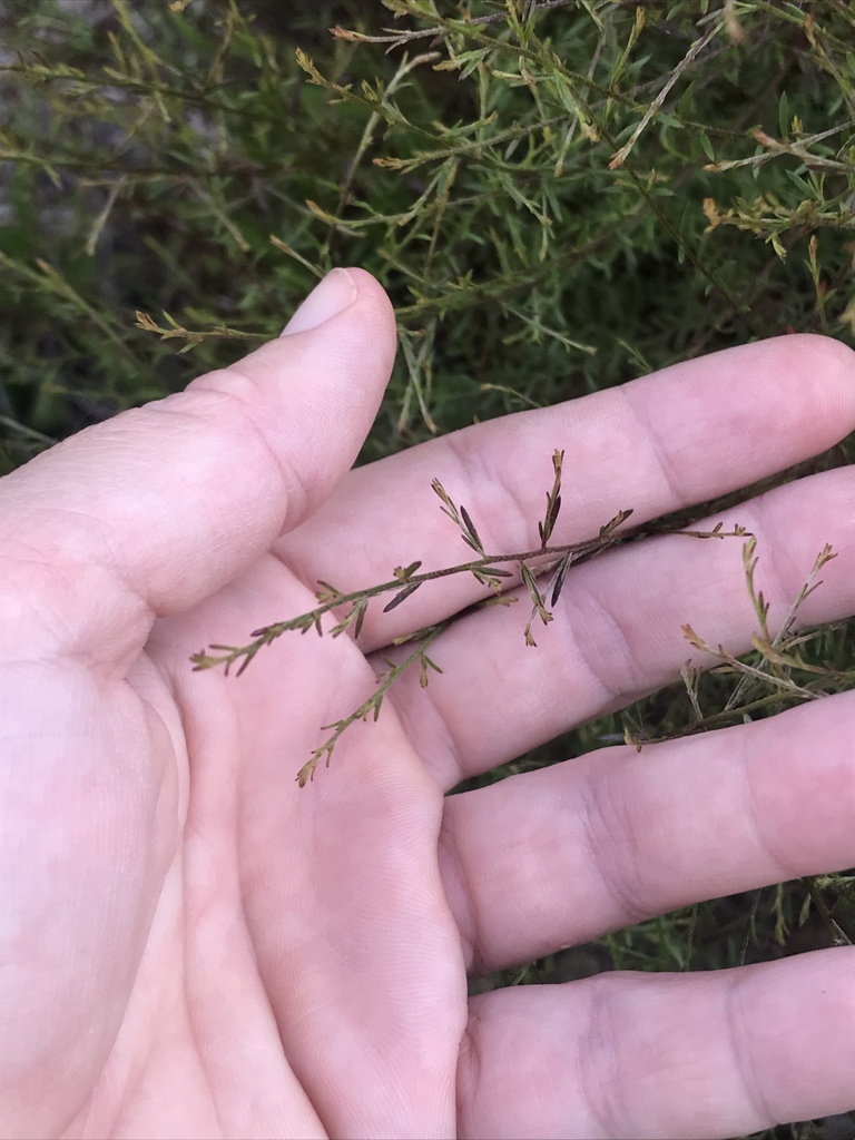 Sandhill Pinweed in June 2024 by shelbyrad · iNaturalist