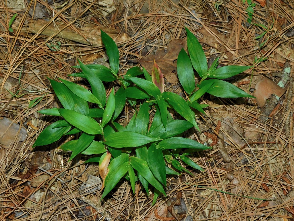 Variable Witchgrass in June 2024 by Michael J. Papay · iNaturalist