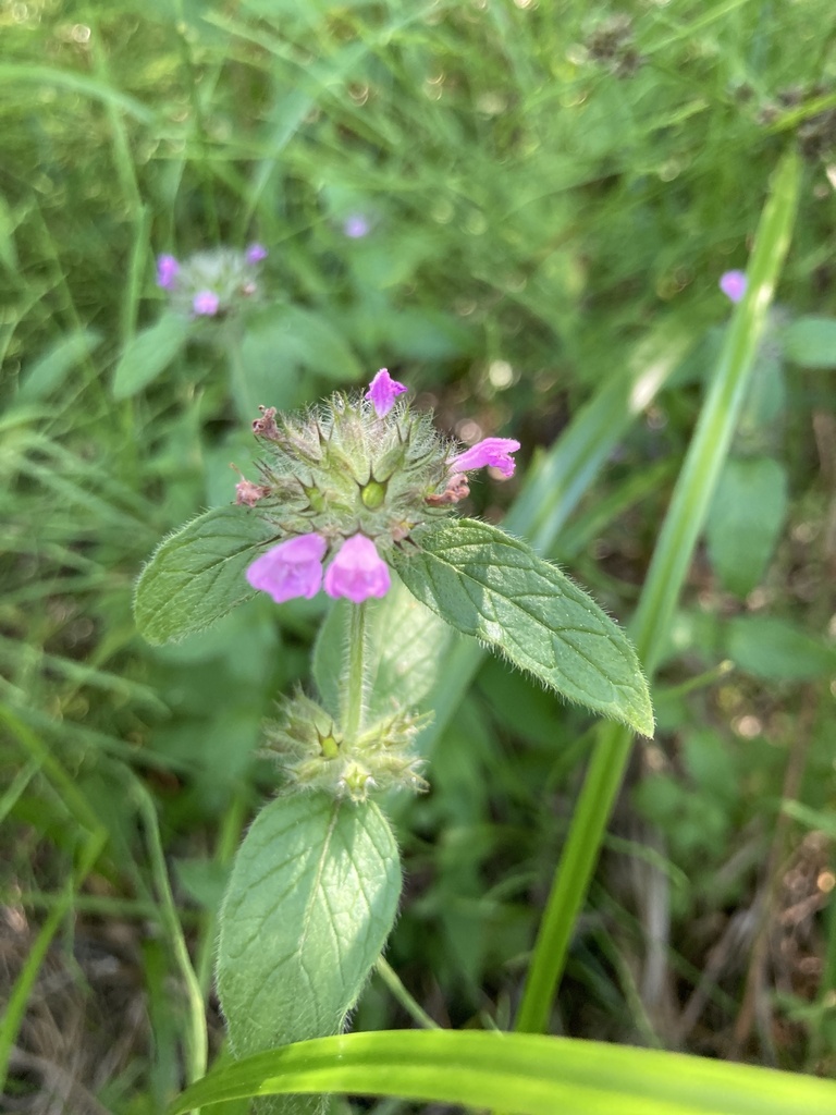 Wild Basil from Wolverine, MI, US on June 27, 2024 at 11:43 AM by Derek ...