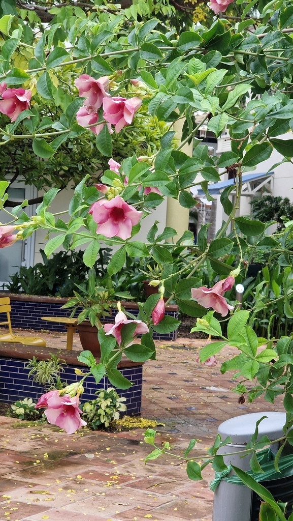 Purple Allamanda from George Town, Cayman Islands on June 27, 2024 at ...