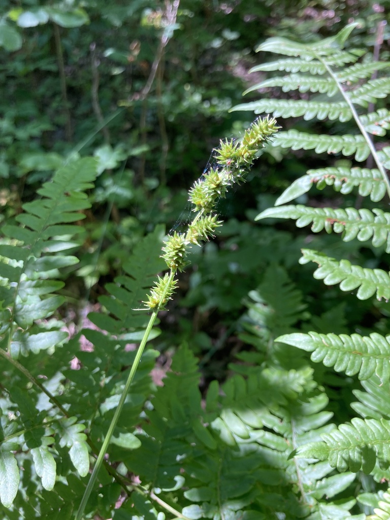 bur reed sedge from Wolverine, MI, US on June 27, 2024 at 03:30 PM by ...