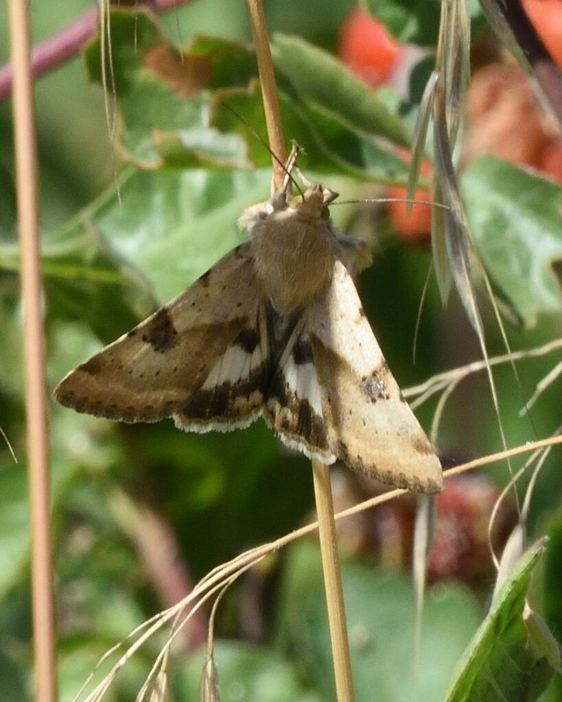 Darker-spotted Straw Moth from Horseshoe Ranch Wildlife Area, Copco Rd ...