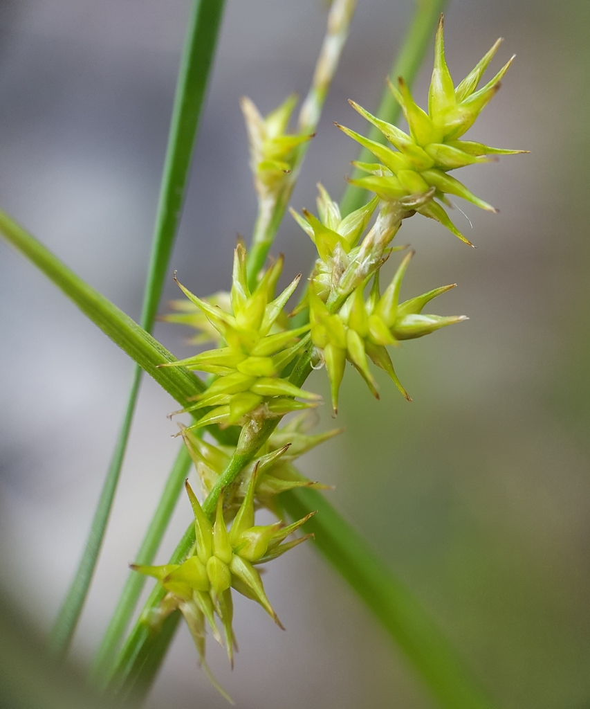 star sedge from La Région-Sherbrookoise, Québec, Canada on May 28, 2024 ...