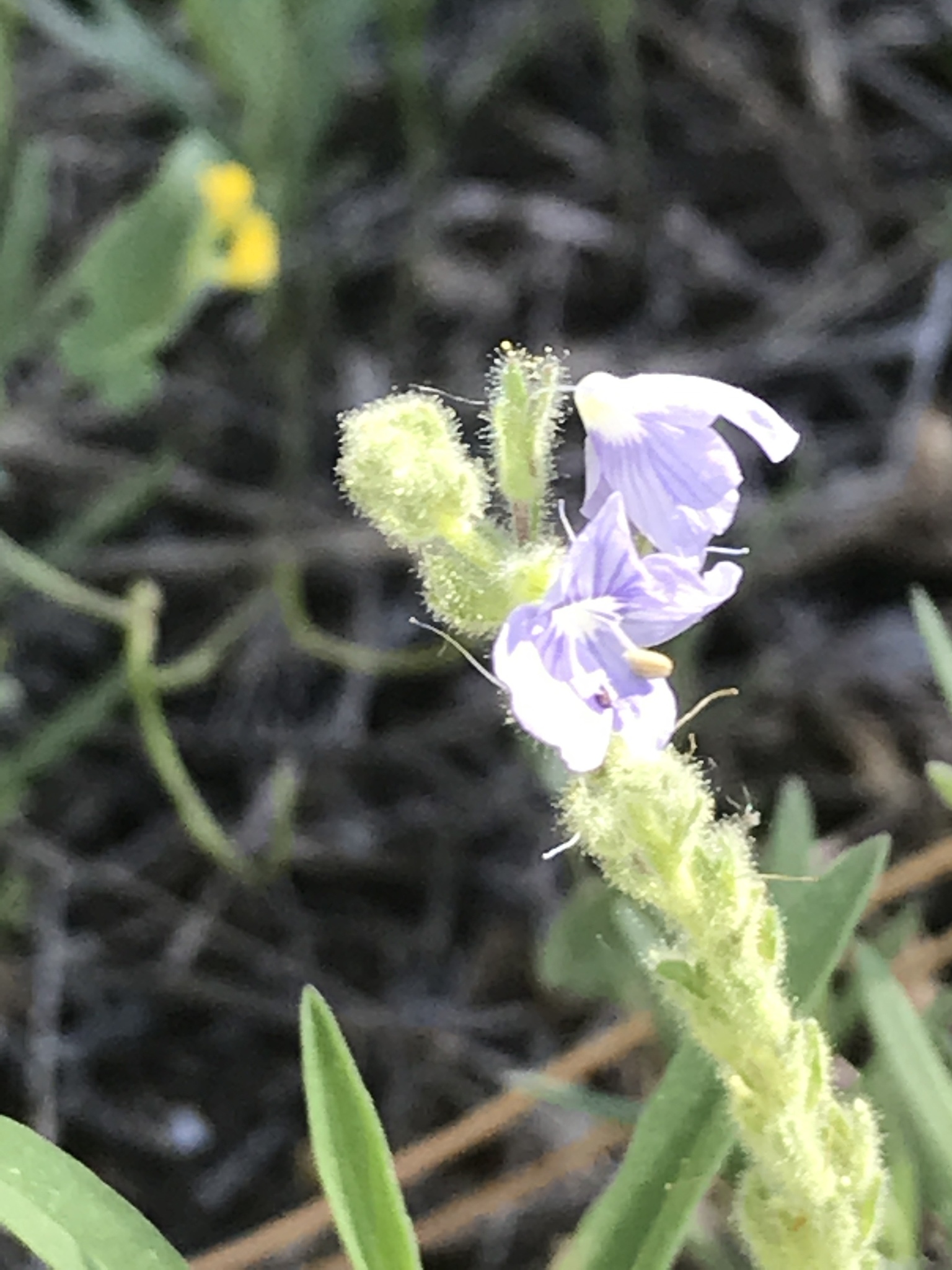 Veronica pectinata L.