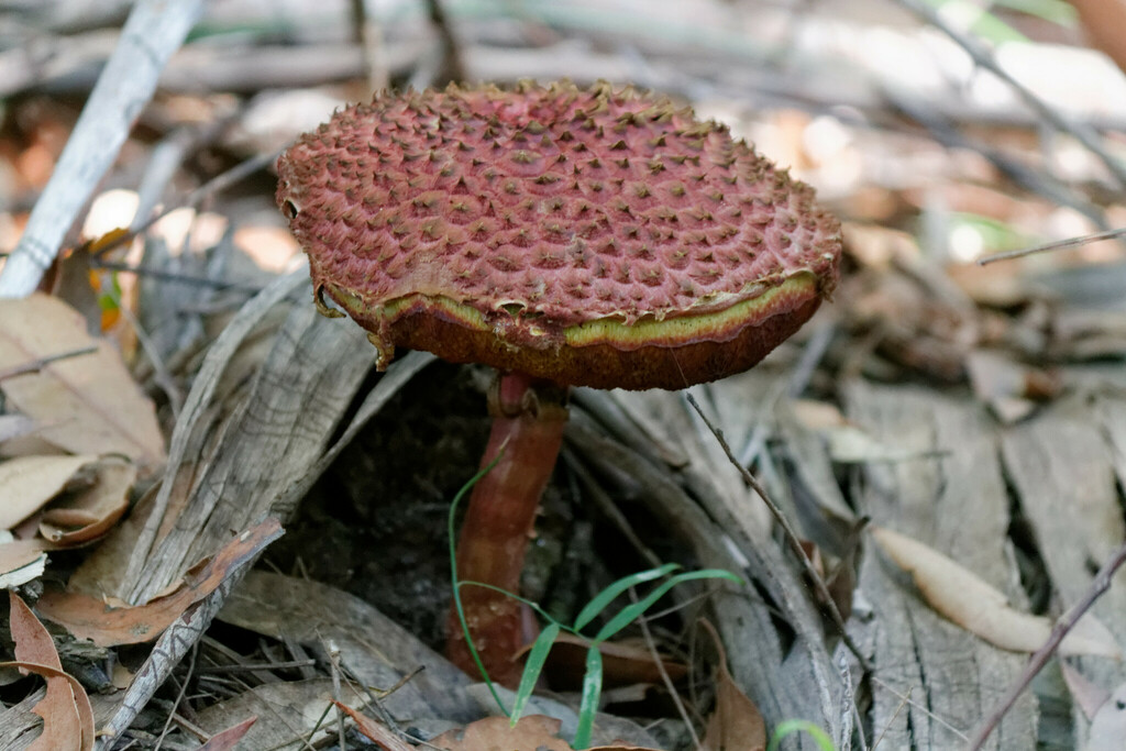 shaggy cap from Coffs Harbour NSW, Australia on March 15, 2014 at 09:21 ...