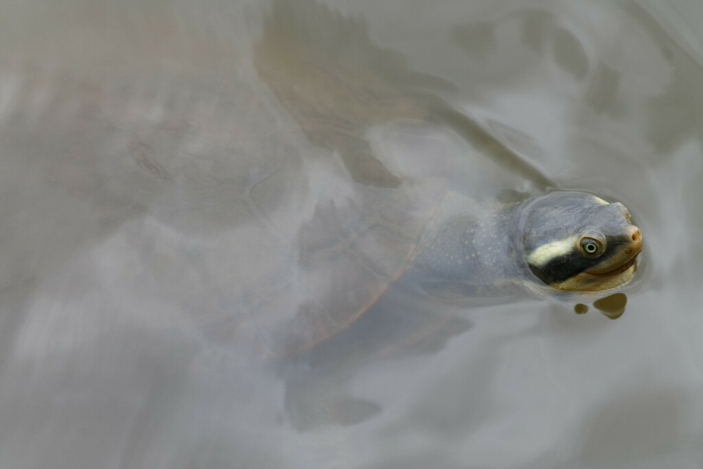 Eastern Short-necked Turtle from Rockhampton QLD, Australia on March 19 ...