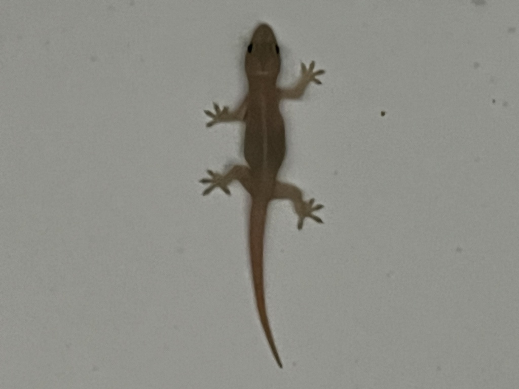 Asian House Gecko in June 2024 by Matthew. Lifer · iNaturalist