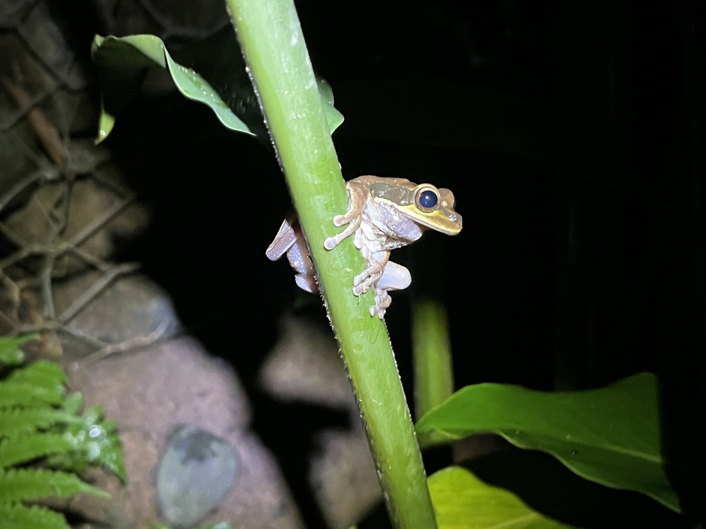 Masked Tree Frog in June 2024 by Matthew. Lifer · iNaturalist