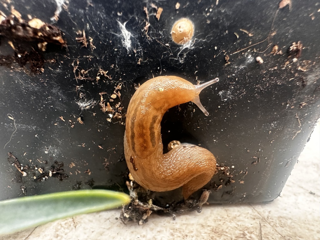 Striped Greenhouse Slug from E Winston Cir, Broken Arrow, OK, US on ...