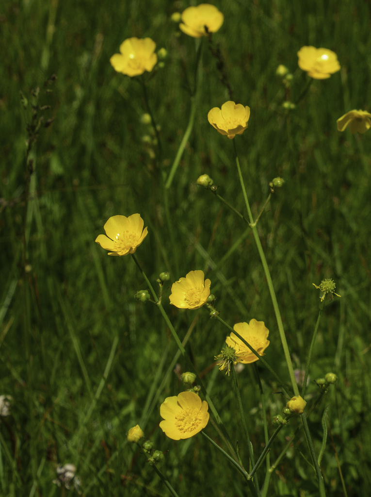buttercup family from Foothills County, AB, Canada on June 25, 2024 at ...