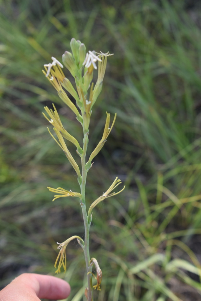 Eastern False Aloe from Victoria Glades Conservation Area, De Soto, MO ...