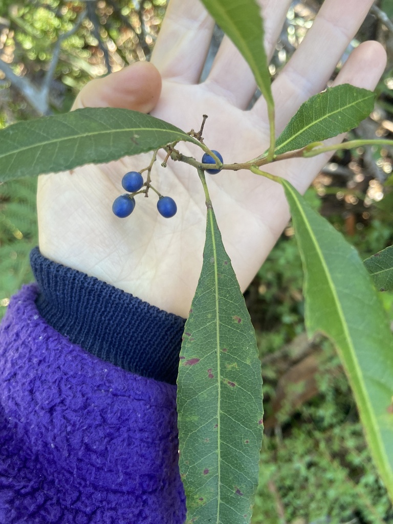 Blueberry ash from Bongil Bongil National Park, Bonville, NSW, AU on ...