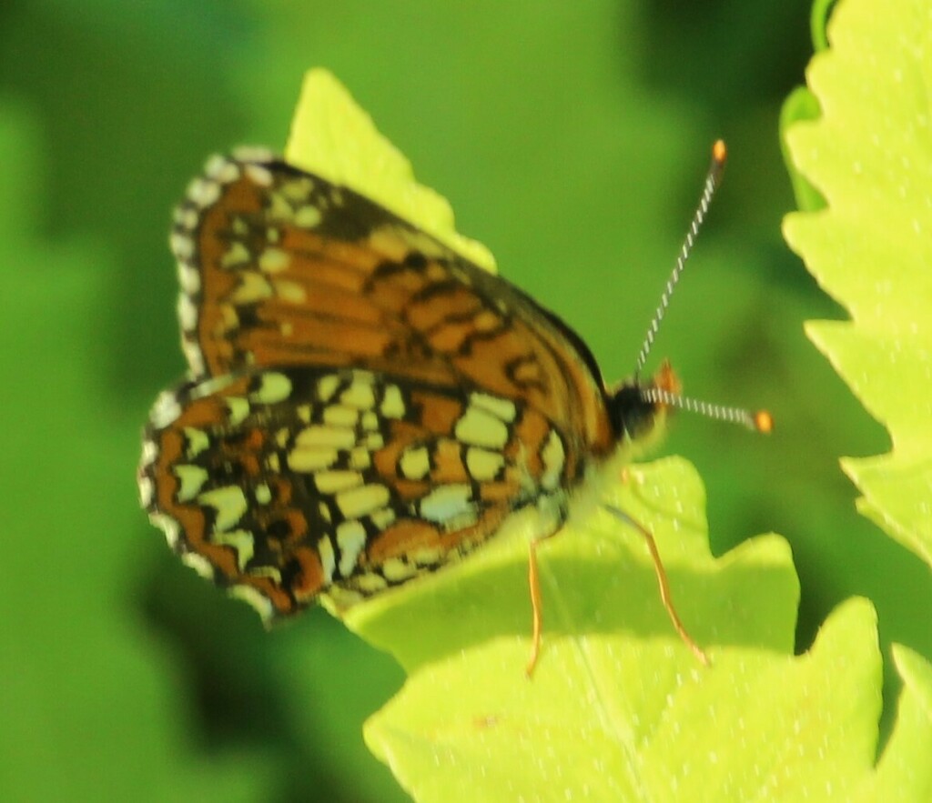 Harris's Checkerspot in June 2024 by Janet Elliott · iNaturalist