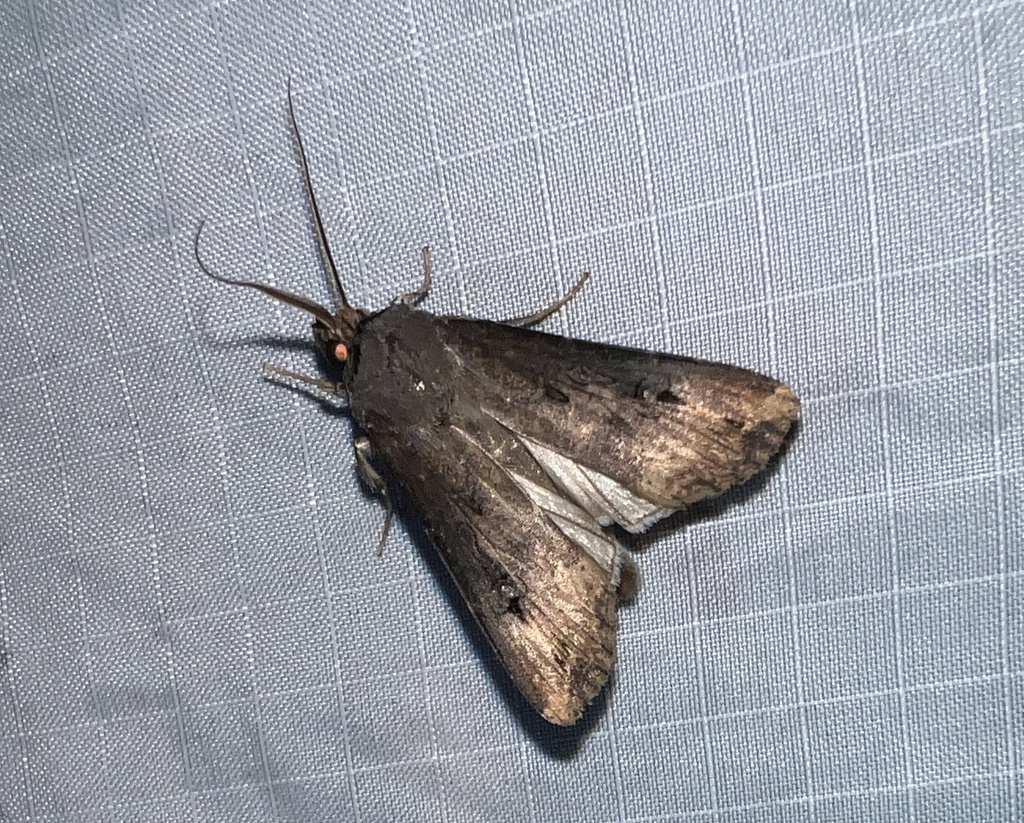 Ipsilon Dart Moth from Rigaud, QC, CA on June 26, 2024 at 10:59 PM by ...