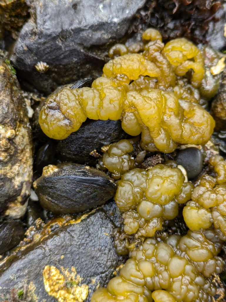 Sea Cauliflower from Clallam County, WA, USA on June 23, 2024 at 10:05 ...