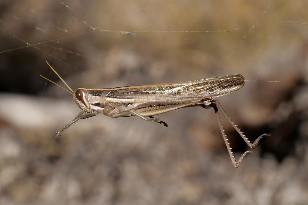 Spur-throated Locust from Blackall QLD 4472, Australia on June 22, 2024 ...
