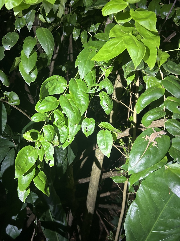 arana in June 2024 by Roberto Bello Acevedo · iNaturalist