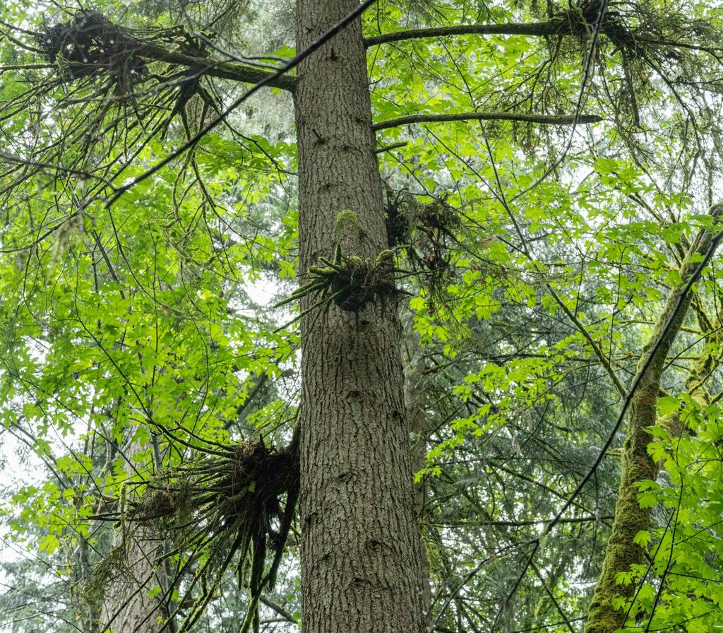 Hemlock Dwarf-mistletoe from Metro Vancouver, BC, Canada on June 27 ...