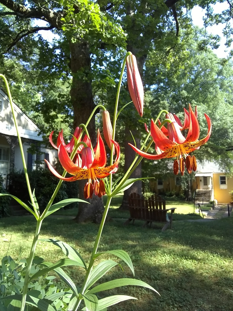 Canada lily in May 2019 by Steve · iNaturalist