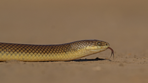 (Paraphimophis) - Snakes and Lizards