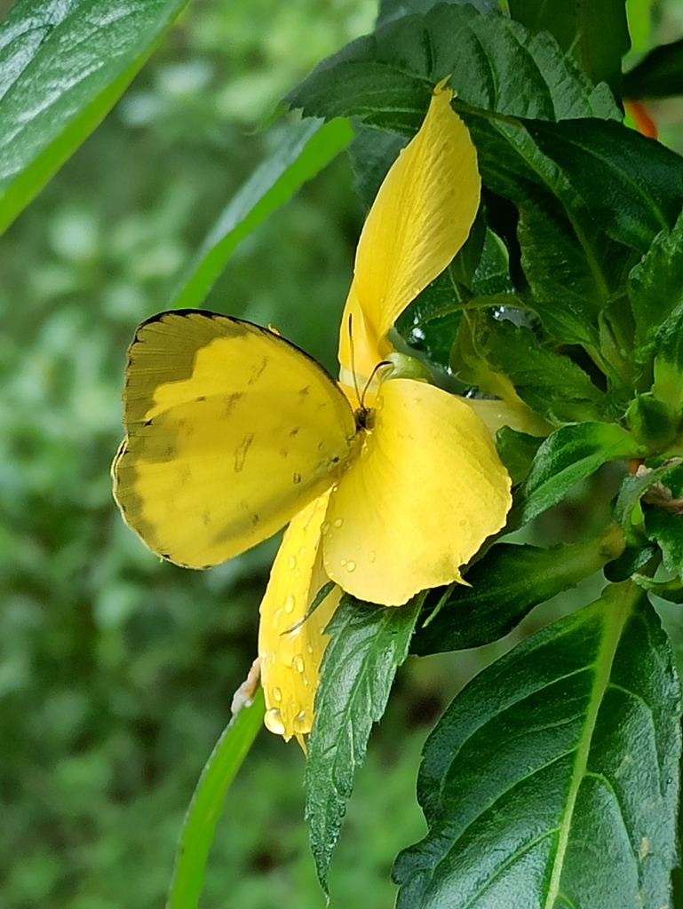 Common Grass Yellow from 355R+MC4, Ramanthali, Kerala 670308, India on ...