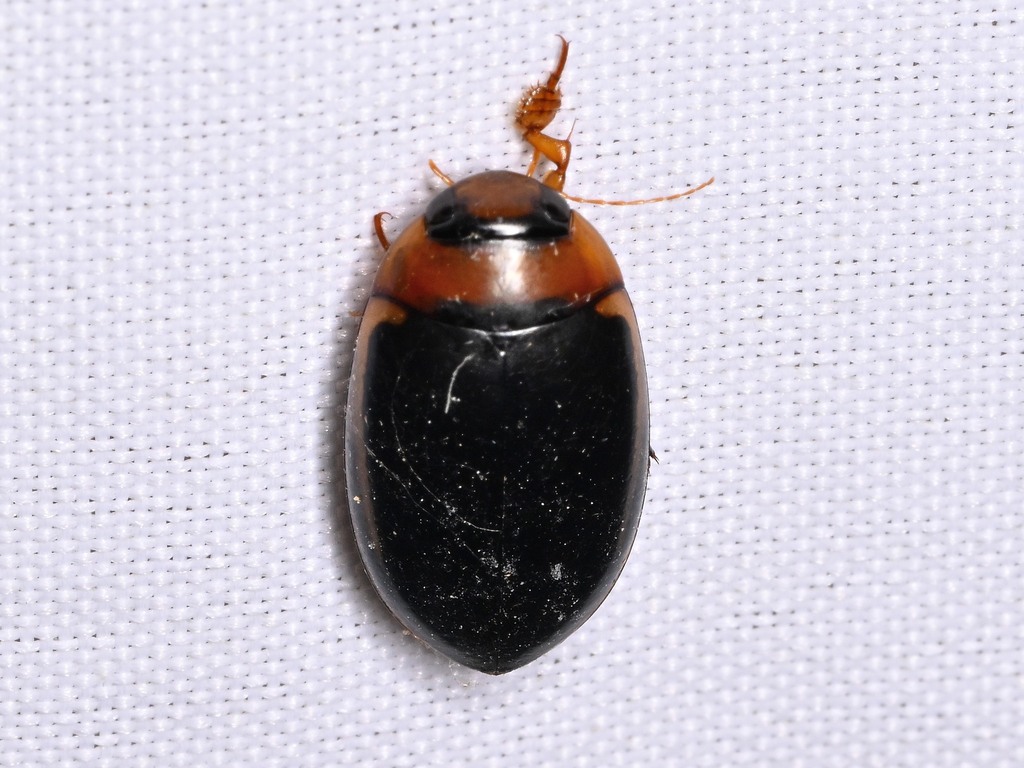 Hydaticus bimarginatus from Williamson County, TX, USA on June 22, 2024 ...