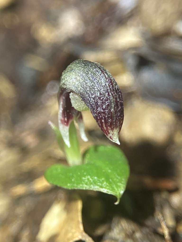 Spurred Helmet Orchid from Lowry Bay, Lower Hutt 5013, New Zealand on ...