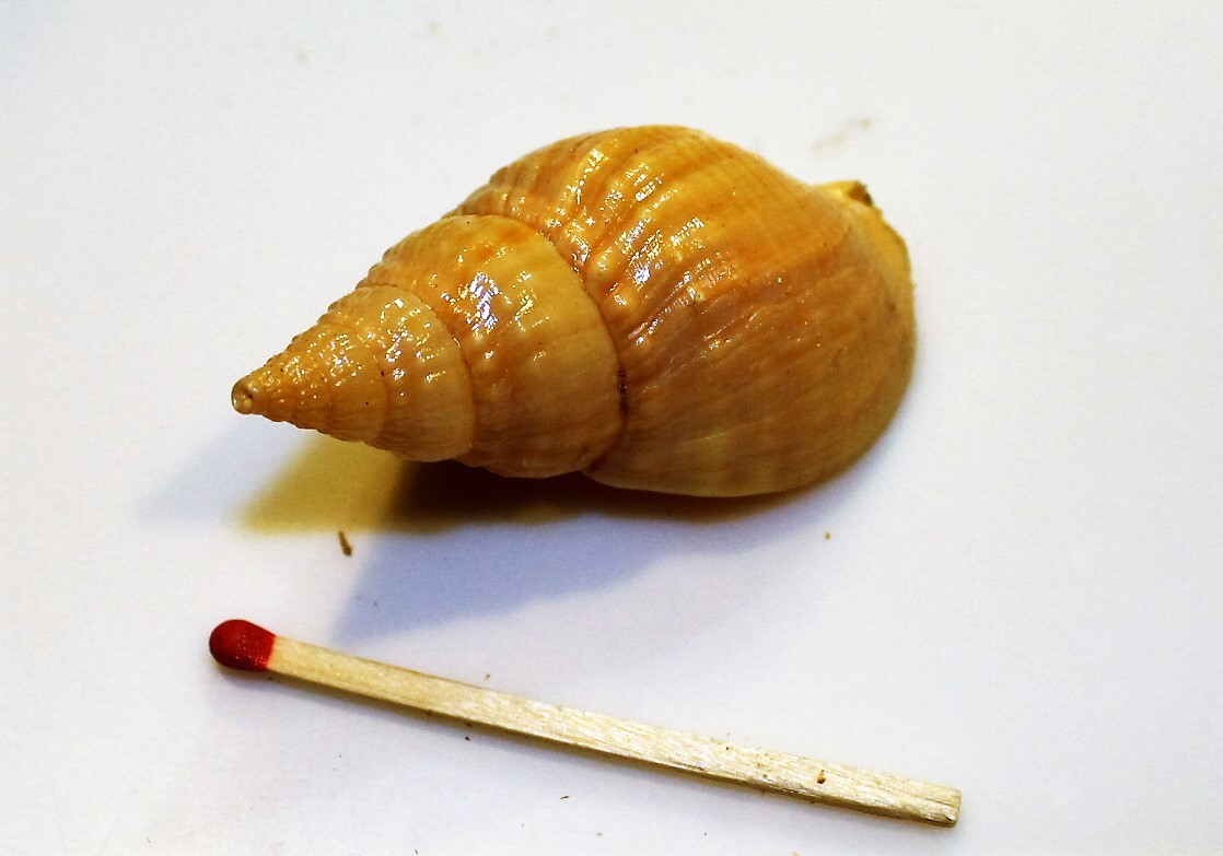 Cominella nassoides (Reeve, 1846)