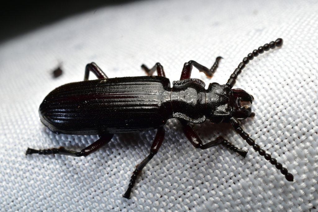 Ozaenini from San José, Atenas, Purires, Costa Rica on May 5, 2024 at ...