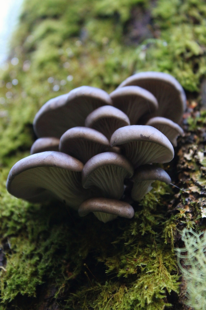 Brown Oyster Mushroom in June 2012 by Beau Meister · iNaturalist