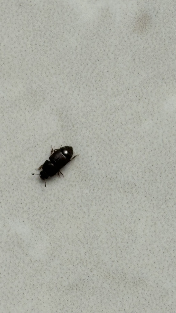 Dried Fruit Beetle from Hulhumalé, Baa, MV on June 28, 2024 at 10:08 AM ...