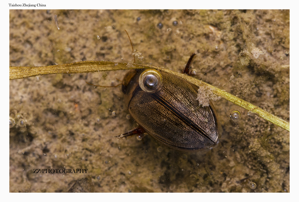 Hydaticus rhantoides from Taizhou, Zhejiang, China on June 28, 2024 at ...