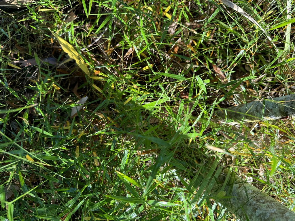 Ottochloa gracillima from Munruben QLD 4125, Australia on June 28, 2024 ...