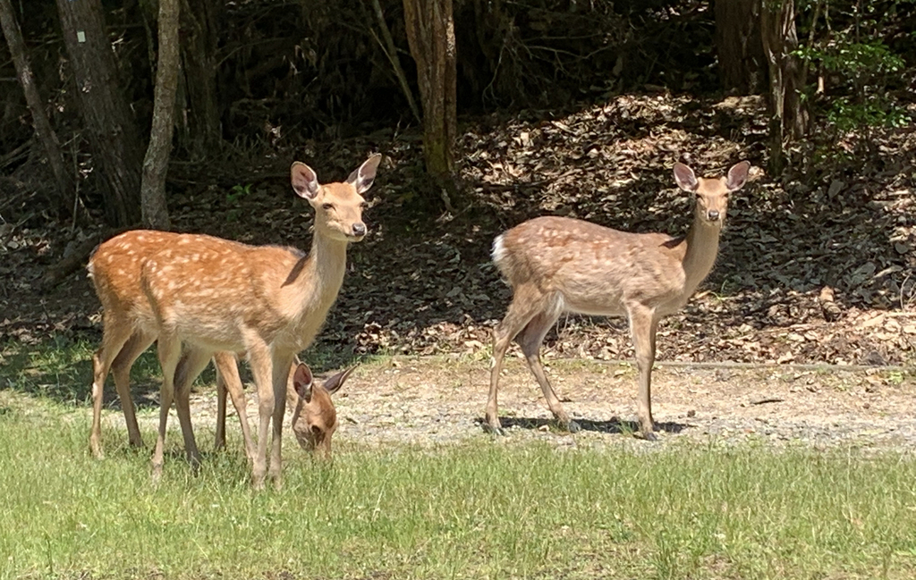 Honshū Sika Deer from Japan, 〒606-0937 Kyoto, Sakyo Ward, Matsugasaki ...