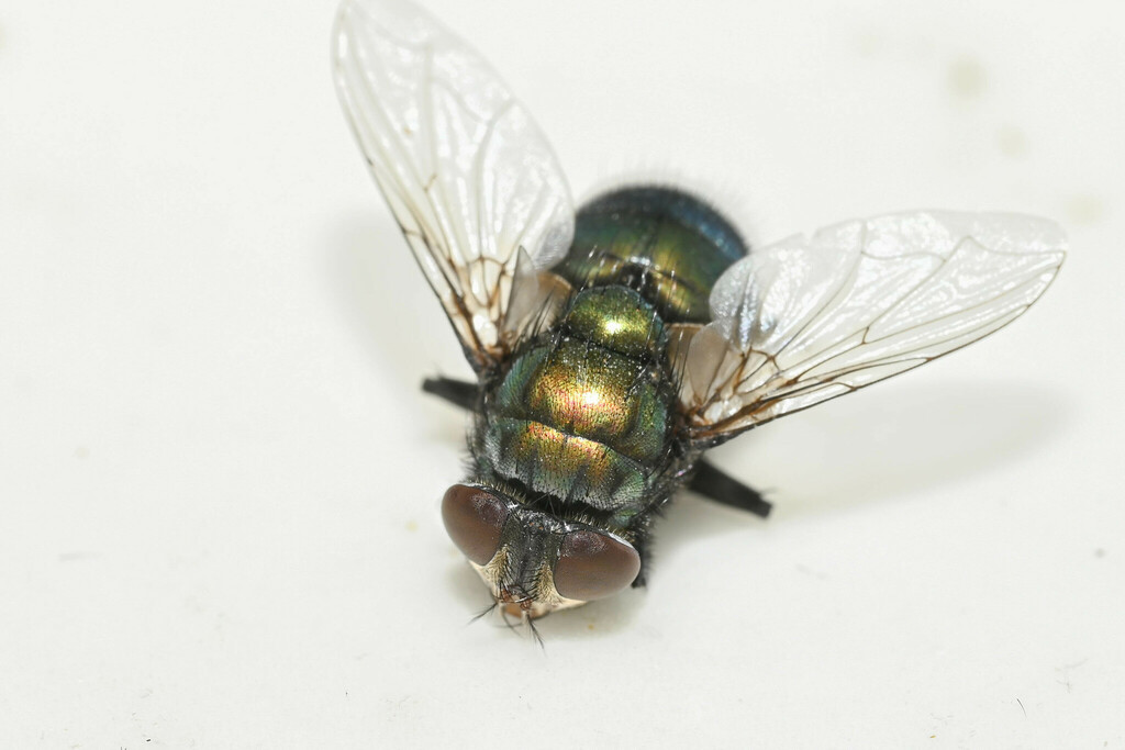 Chrysomya phaonis from 中国北京市海淀区圆明园 on May 3, 2024 at 07:45 PM by Jinmin ...