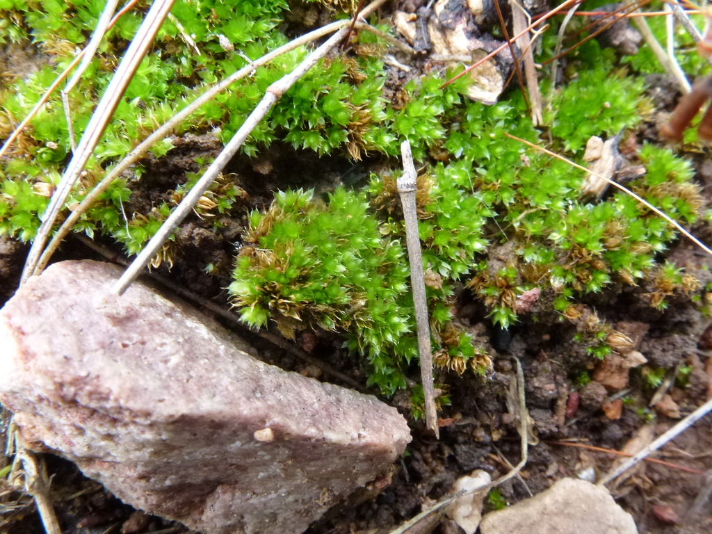 Bryum coronatum from Gloucester Ave, Panorama, SA, Australia on June 28 ...