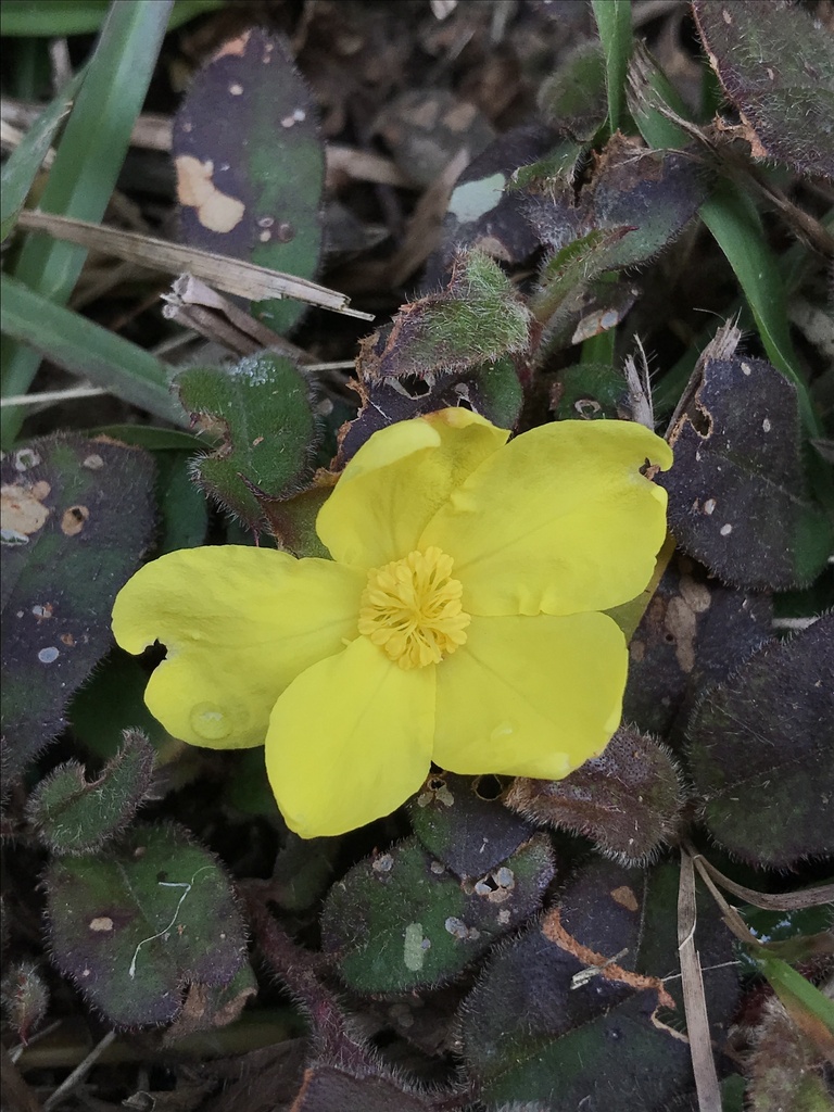 Toothed Guinea Flower from Guanaba-Springbrook, AU-QL, AU on June 28 ...