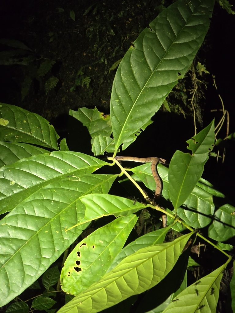 Smooth Slug Snake from Marudi, Sarawak, Malaysia on June 24, 2024 at 06 ...