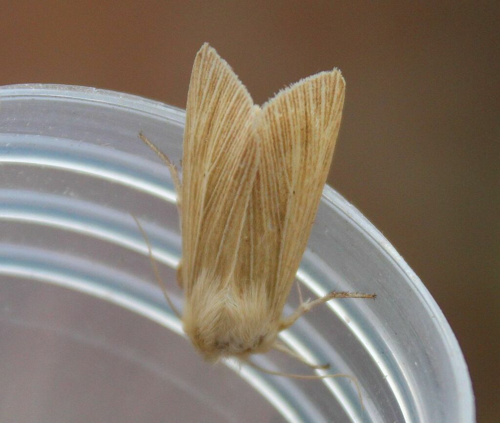 Common Wainscot from Netherton, Dudley, UK on 28 June, 2024 at 06:51 AM ...