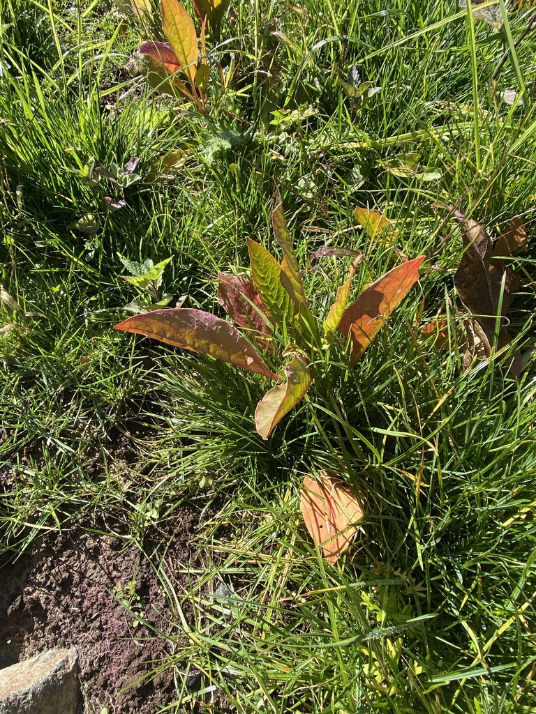 Inkweed from Mangawhai, New Zealand on June 28, 2024 at 11:40 AM by Jo ...