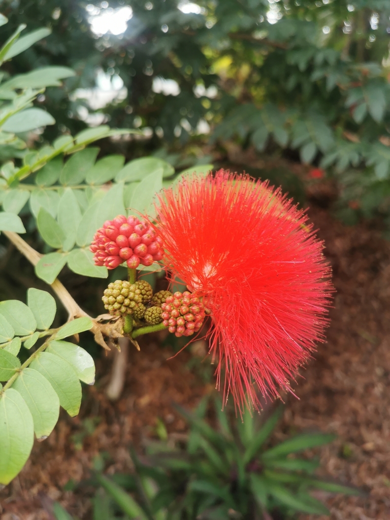 scarlet powder-puff from Airlie Beach QLD 4802, Australia on June 28 ...