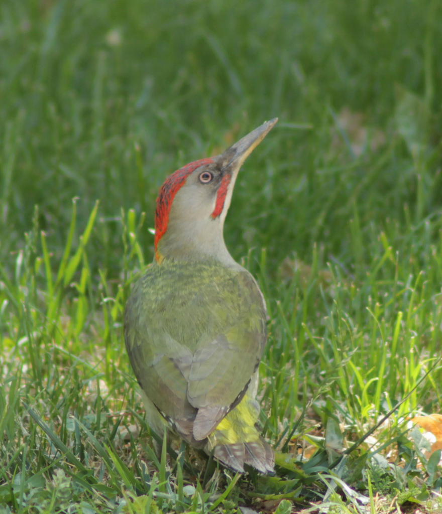 Pito Ibérico (Guía Completa de los Vertebrados Silvestres de Lemoa ...