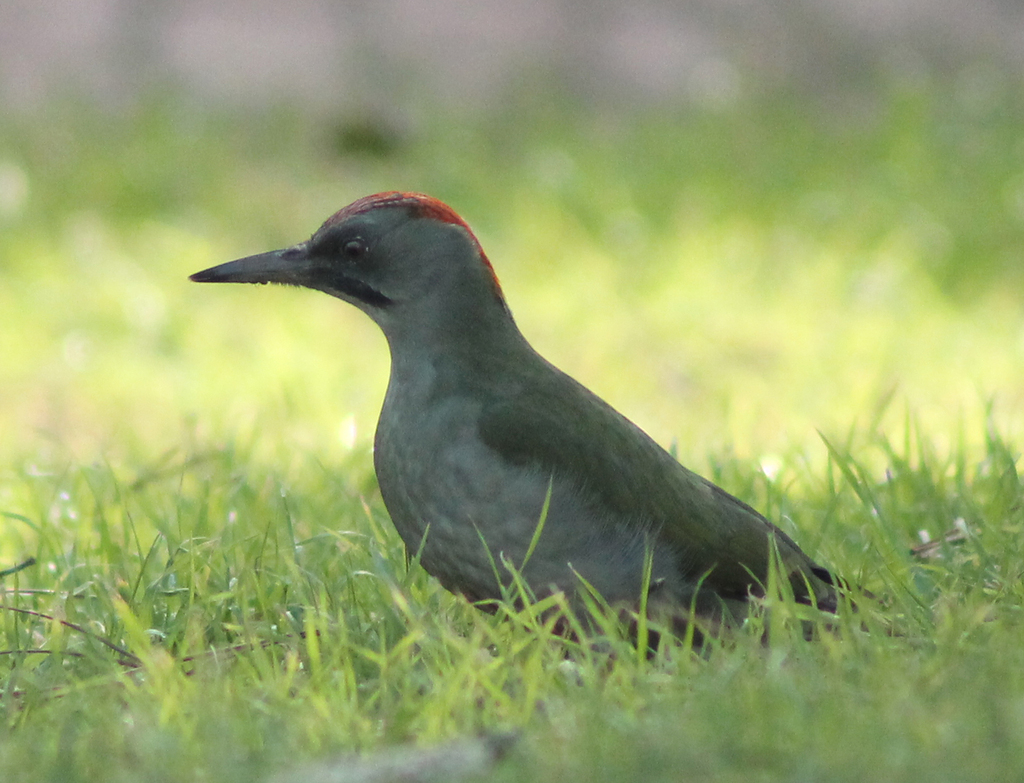 Pito Ibérico (Guía Completa de los Vertebrados Silvestres de Lemoa ...