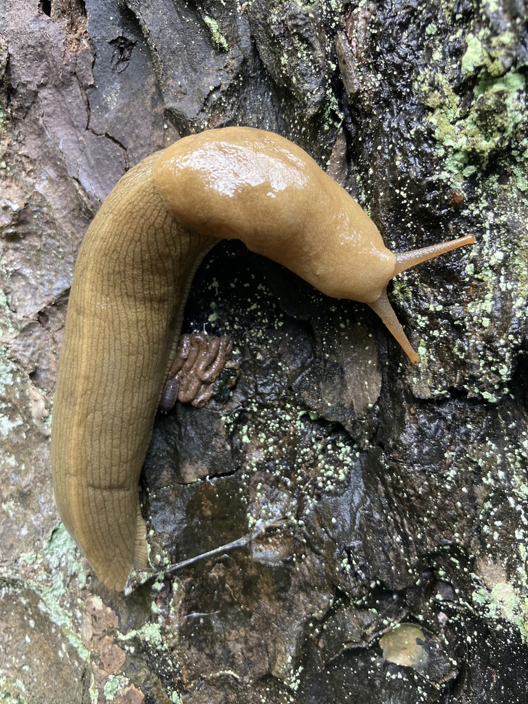 Pacific Banana Slug from Clallam County, Olympic, Olympic National Park ...