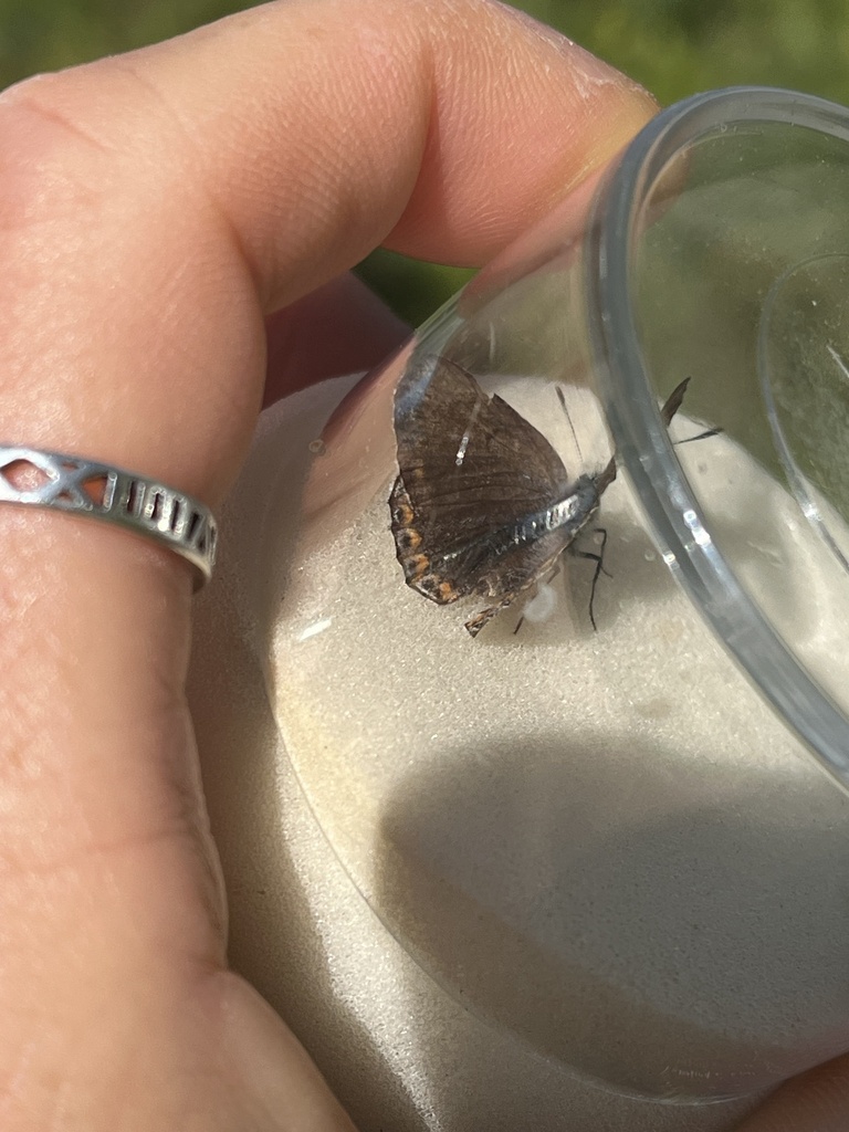 Adonis Blue from Rueras, GR, CH on June 28, 2024 at 08:59 AM by ...