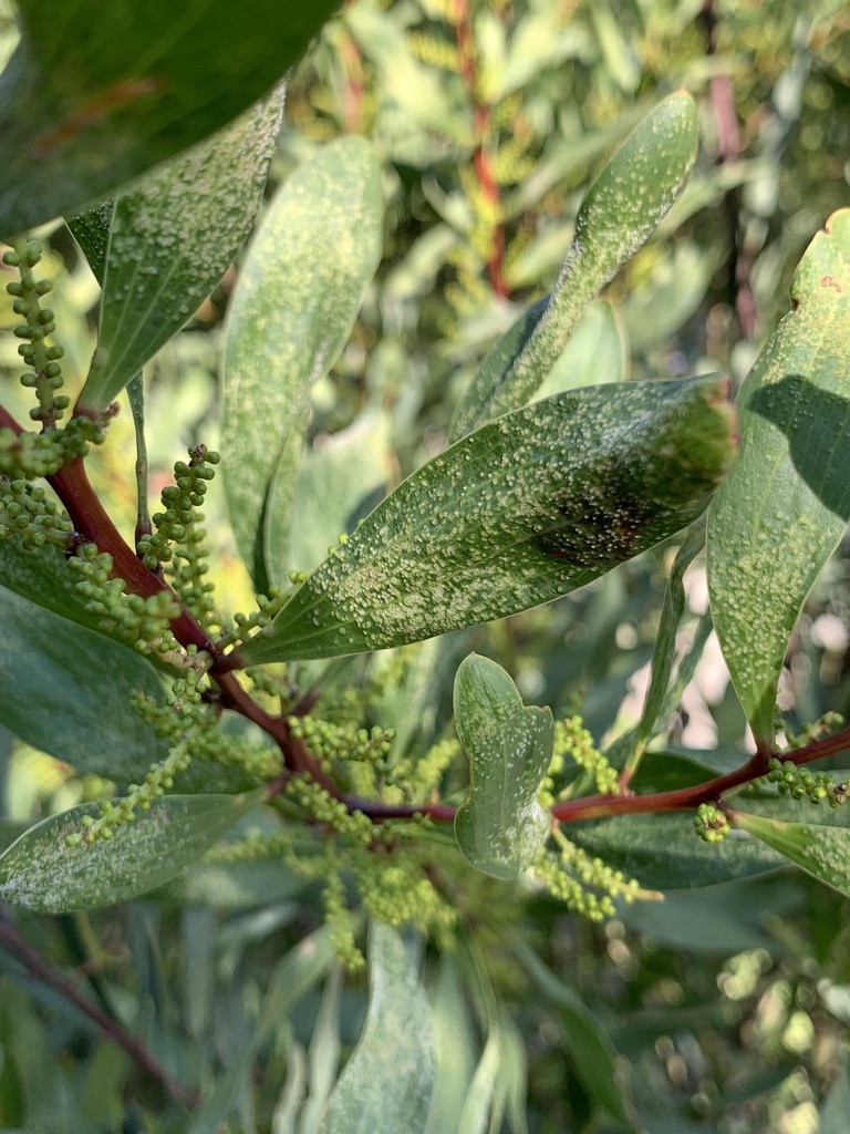 Longleaf Wattle from Lysterfield Park, Narre Warren North, VIC, AU on ...