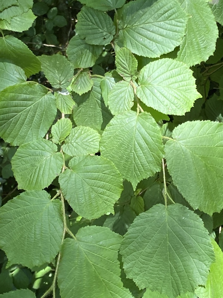 common hazel from Lower Station Road, Henfield, England, GB on June 21 ...